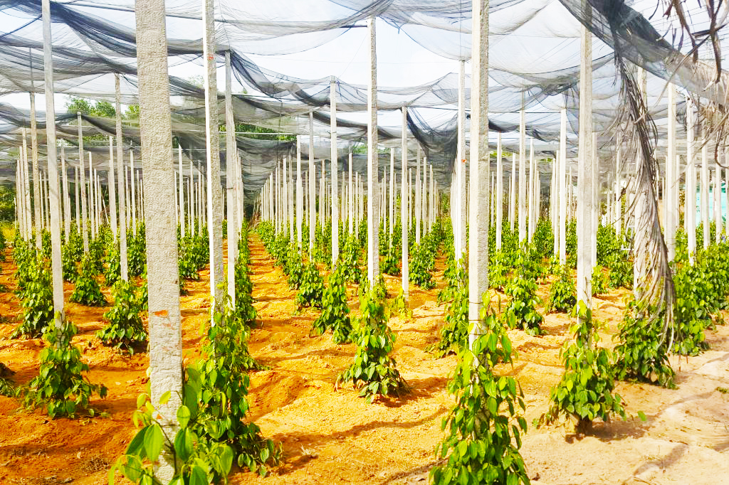 Sourcing Spotlight: Taking a Closer Look at Spices